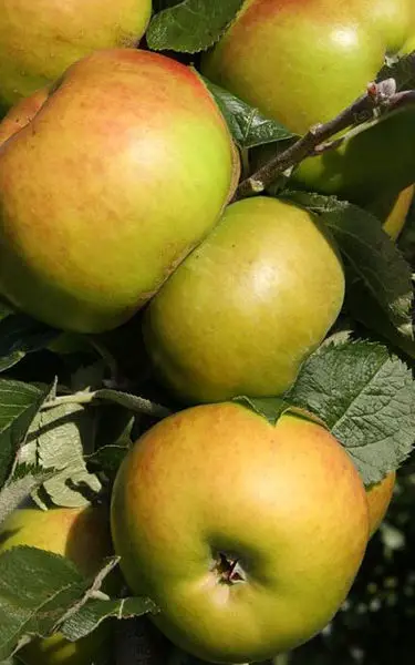 Patio Apple Trees UK | Best Patio Apple Trees | Care & Problems Guide