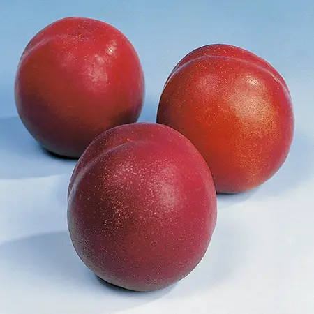 Patio Nectarine Trees UK | Pot Growing & Care – Fruit Expert