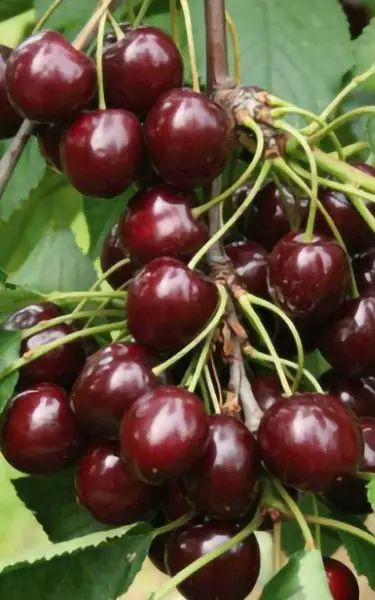 Patio Cherry Trees UK | Best Patio Cherry Tree | Pot Growing & Care