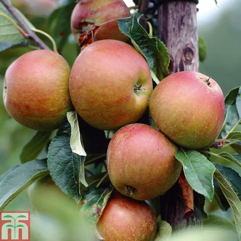 Dwarf Apple Trees | Miniature Fruit Trees – Fruit Expert