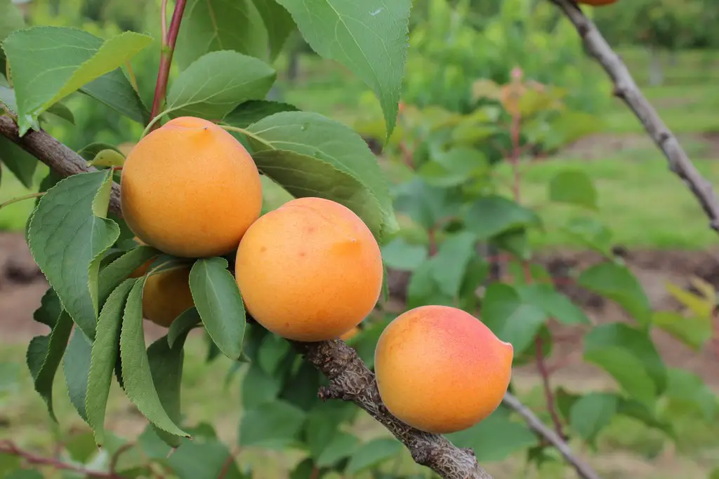 Dwarf Apricot Trees | Miniature Fruit Trees – Fruit Expert
