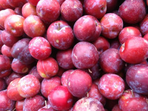 Plum Trees UK - Growing Plum Trees & Variety Guide - Fruit Expert