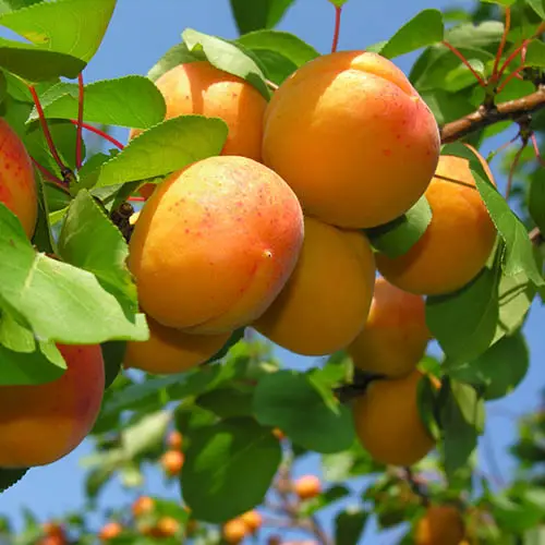 Apricot Trees UK | Growing & Pruning Apricots - Fruit Expert