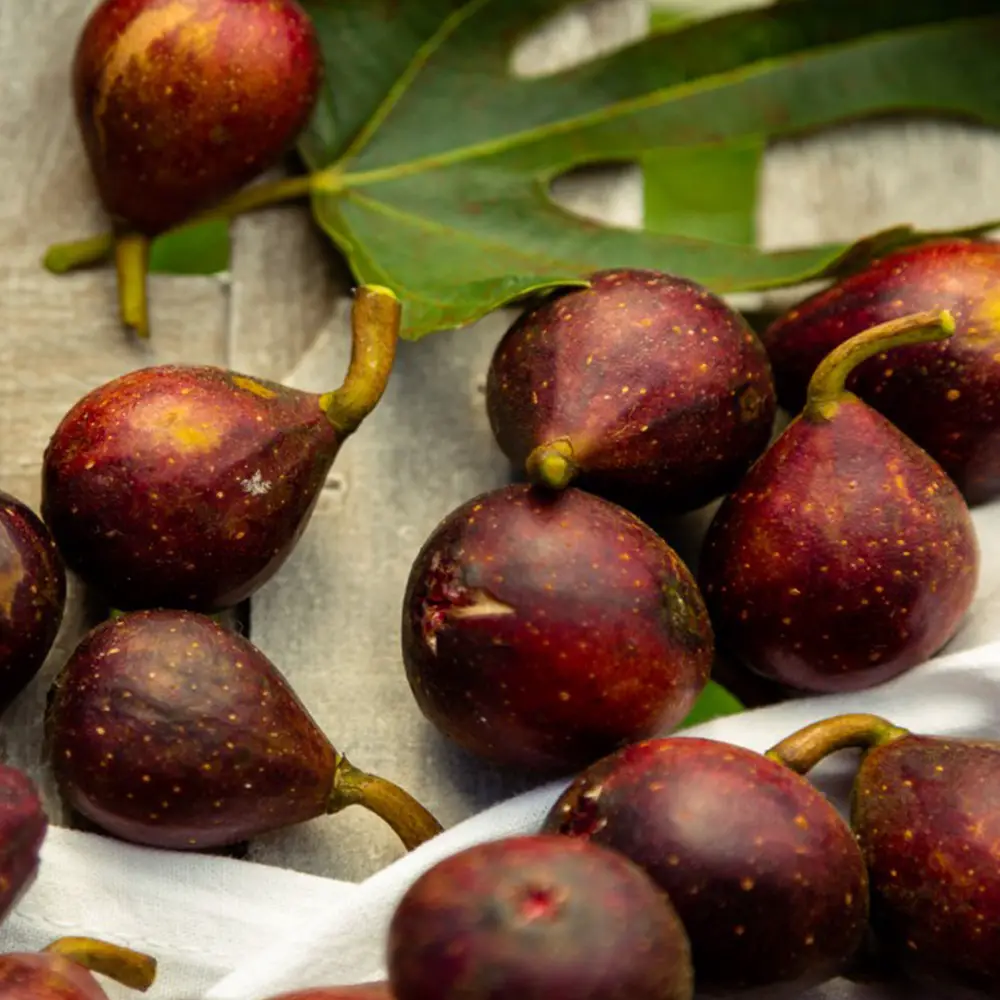 Dwarf Fig Trees | Miniature Fruit Trees – Fruit Expert