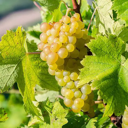 Growing Grapes UK | Grow Grapes Indoors & Outdoors - Fruit Expert