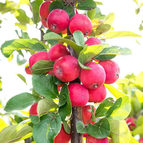 Dwarf Crab Apple Trees | Miniature Fruit Trees – Fruit Expert