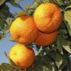 Orange Trees UK | Growing & Care of Orange Trees - Fruit Expert