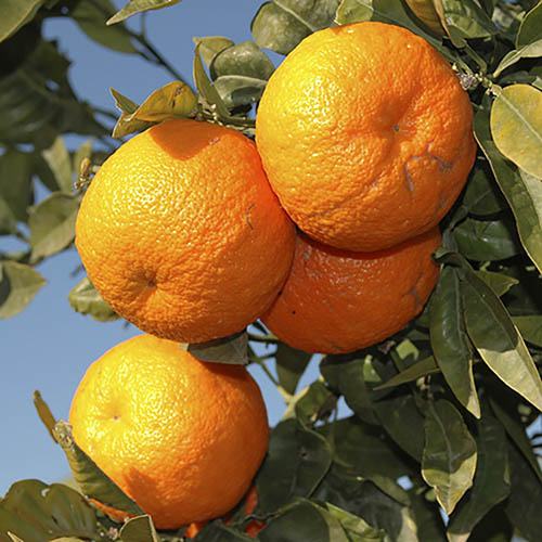Orange Trees UK | Growing & Care of Orange Trees - Fruit Expert