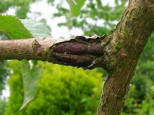 Bacterial Canker Infection of Fruit Trees UK | Treatment & Control