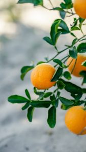 Orange Trees UK | Growing & Care of Orange Trees - Fruit Expert