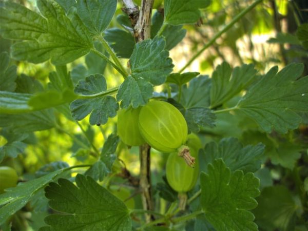 Growing Gooseberries UK | How to Care For Gooseberry Bushes
