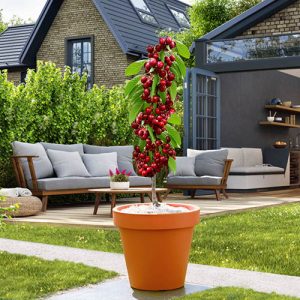 Patio Cherry Trees UK | Best Patio Cherry Tree | Pot Growing & Care
