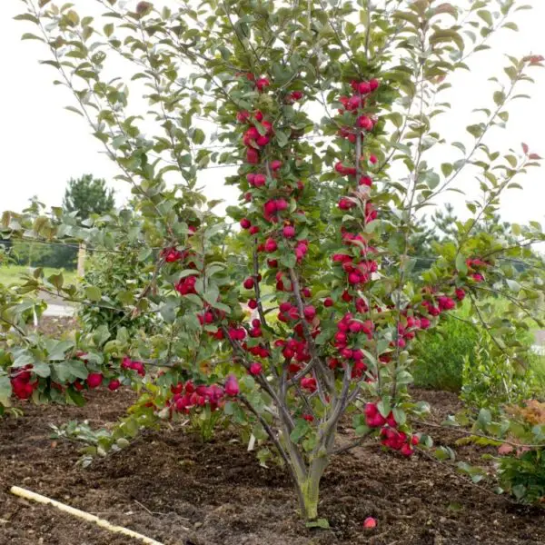 Dwarf Crab Apple Trees | Miniature Fruit Trees – Fruit Expert