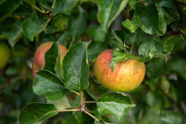 Dwarf Cooking Apple Trees | Miniature Fruit Trees – Fruit Expert