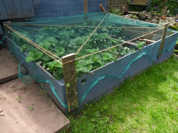 Strawberry Protection Guide - Fruit Netting, Frames & Cages