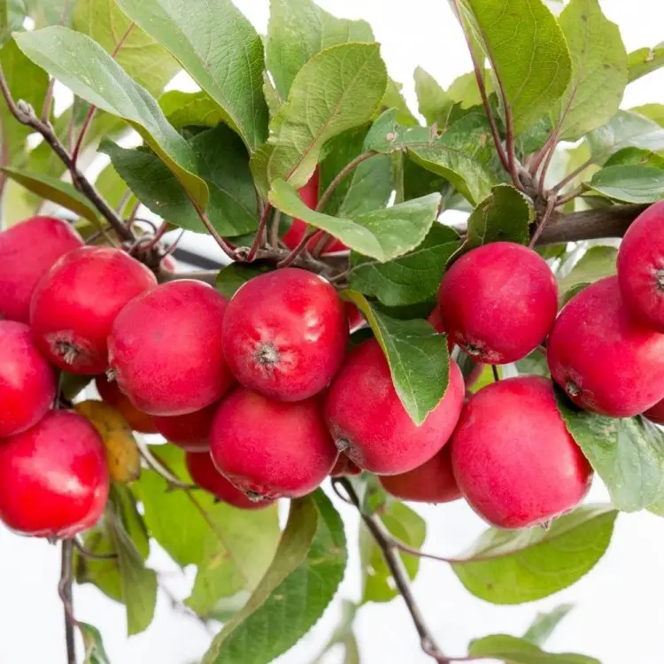Patio Apple Trees UK | Best Patio Apple Trees | Care & Problems Guide