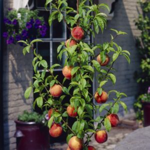 Patio Peach Trees UK | Pot Growing & Care – Fruit Expert