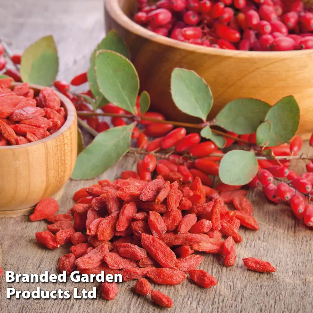Goji Berry Plants UK | Growing Goji Berries | Fruit Bushes - Fruit Expert