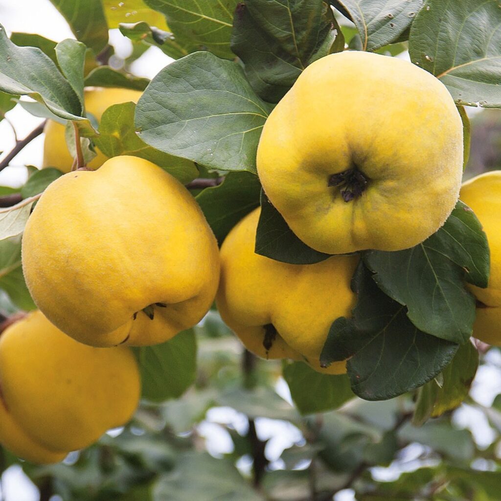 Quince Trees UK | Growing & Caring For Quince Trees - Fruit Expert