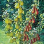 Growing Pear Trees UK | Pruning & Care Guide - Fruit Expert