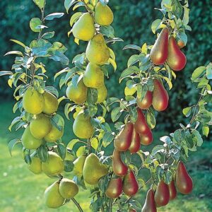 Growing Pear Trees UK | Pruning & Care Guide - Fruit Expert