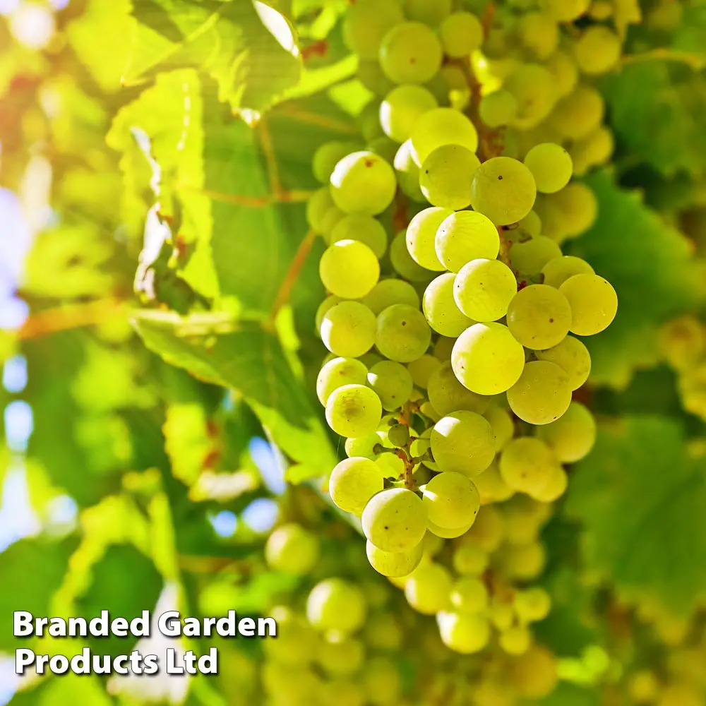 Growing Grapes UK | Grow Grapes Indoors & Outdoors - Fruit Expert
