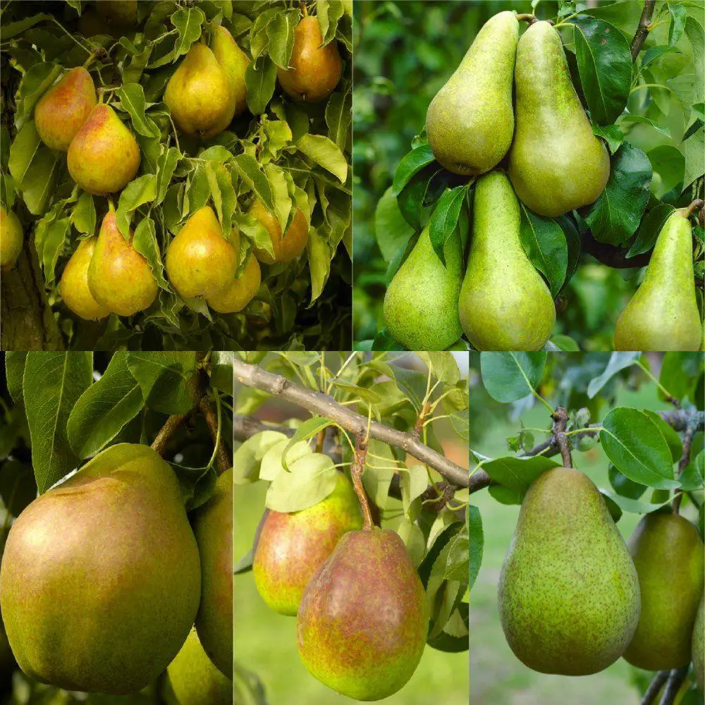 Growing Pear Trees UK | Pruning & Care Guide - Fruit Expert