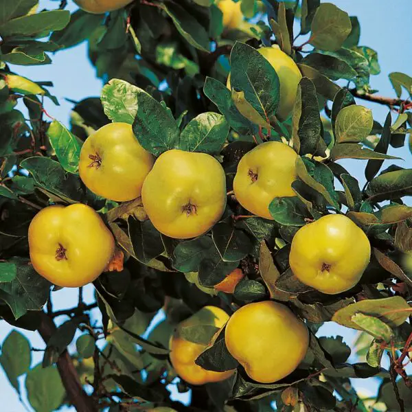 Dwarf Quince Trees | Miniature Fruit Trees – Fruit Expert