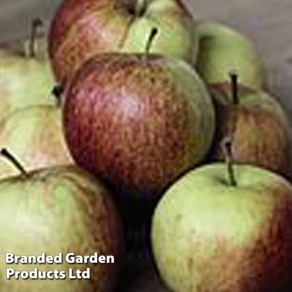 Dwarf Apple Trees | Miniature Fruit Trees – Fruit Expert