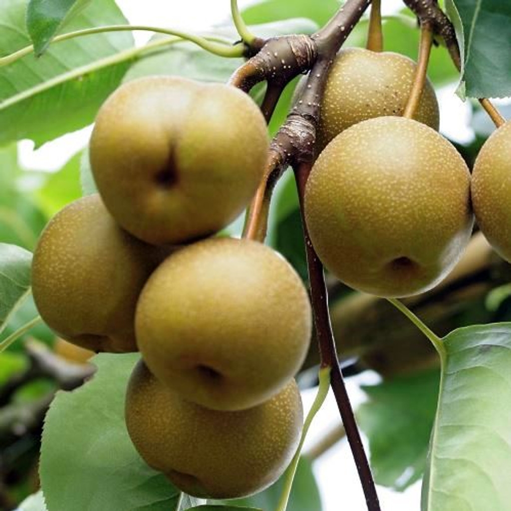 Growing Pear Trees UK | Pruning & Care Guide - Fruit Expert