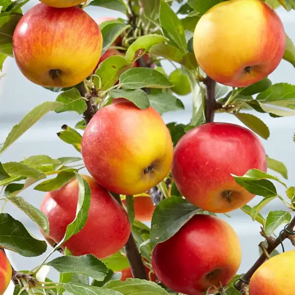 Growing Apple Trees UK | Apple Varieties & Care Guide - Fruit Expert
