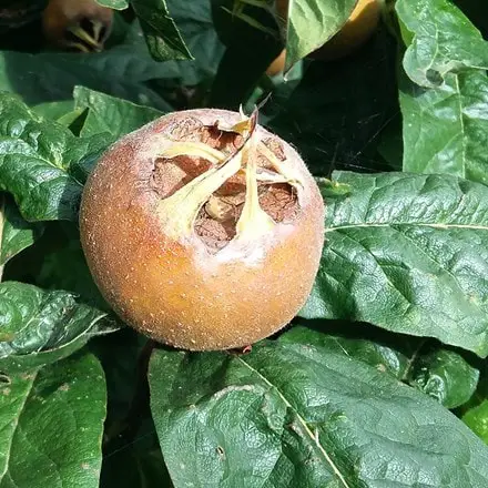 Medlar Trees UK | Growing & Pruning Medlars - Fruit Expert