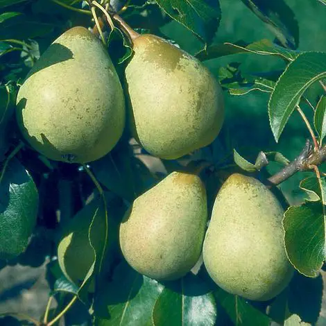 Dwarf Quince Trees | Miniature Fruit Trees – Fruit Expert