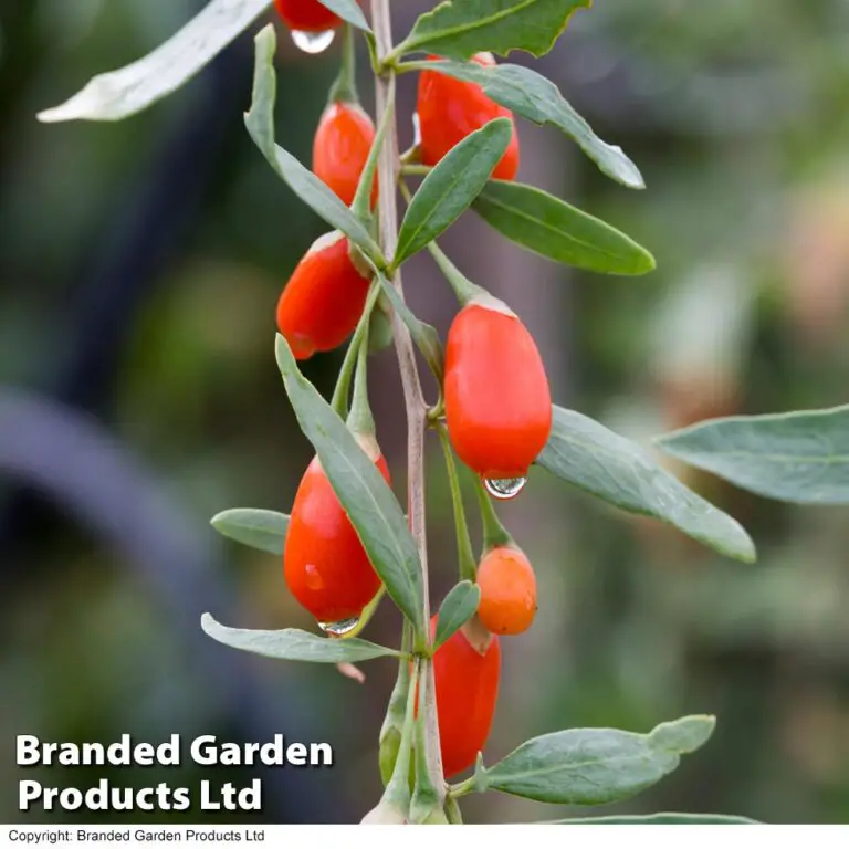 Goji Berry Plants UK | Growing Goji Berries | Fruit Bushes - Fruit Expert