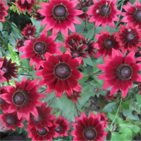 Patio Cherry Trees UK | Best Patio Cherry Tree | Pot Growing & Care